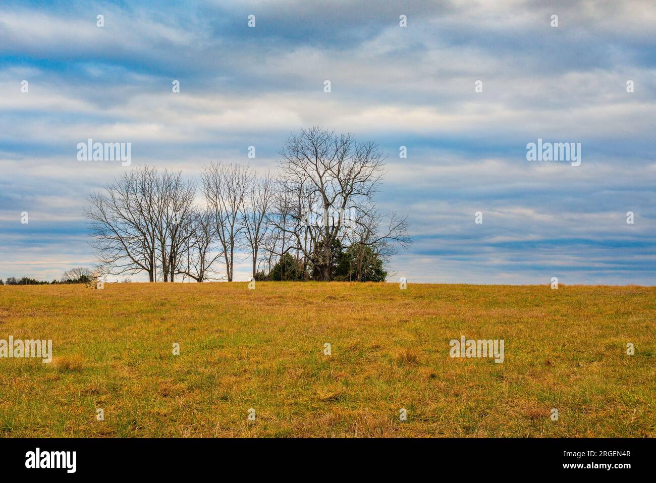 Trees Scene Image Stock Photo - Alamy