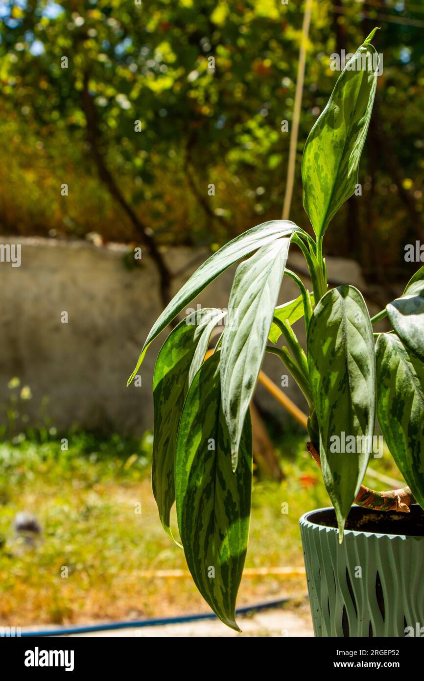 Aglaonema Maria Christina houseplant leaves Stock Photo - Alamy