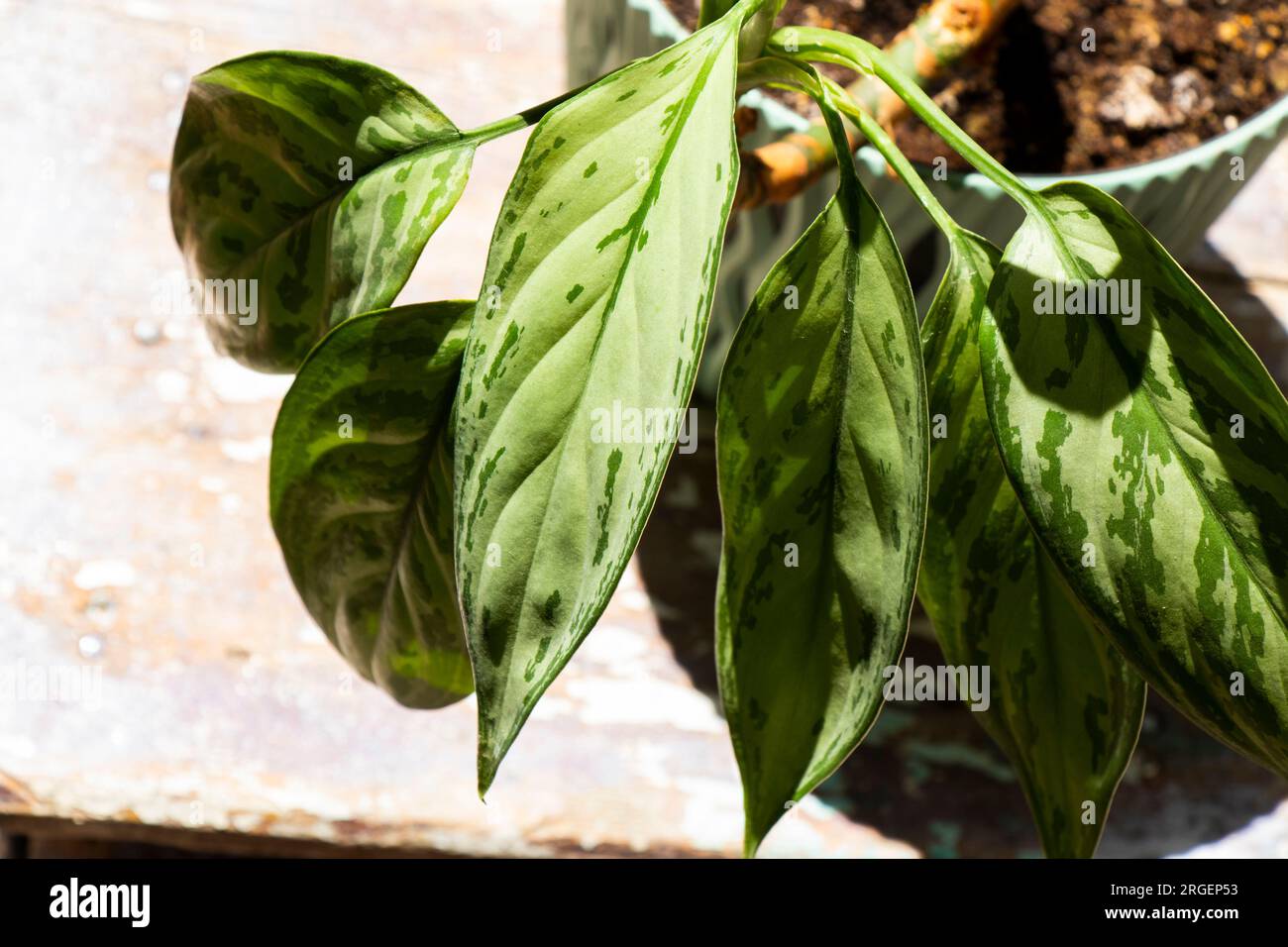Aglaonema Maria Christina houseplant leaves Stock Photo - Alamy