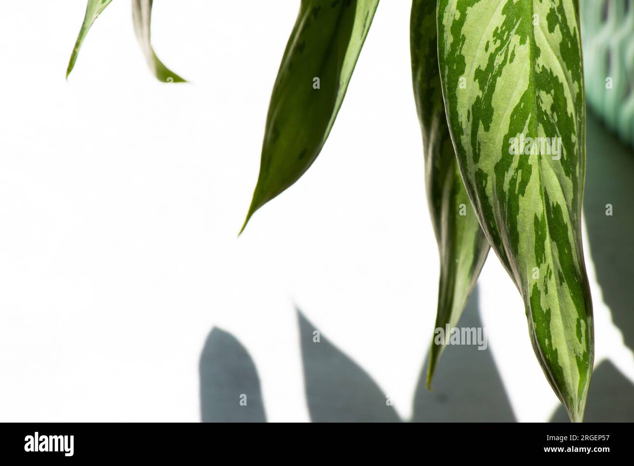 Aglaonema Maria Christina houseplant leaves Stock Photo - Alamy