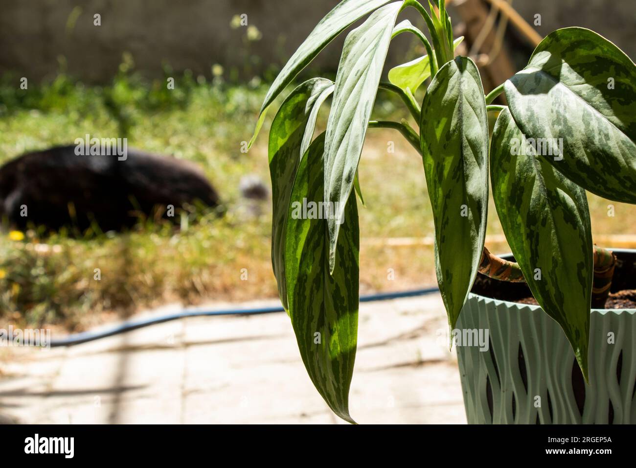 Aglaonema Maria Christina houseplant leaves Stock Photo - Alamy