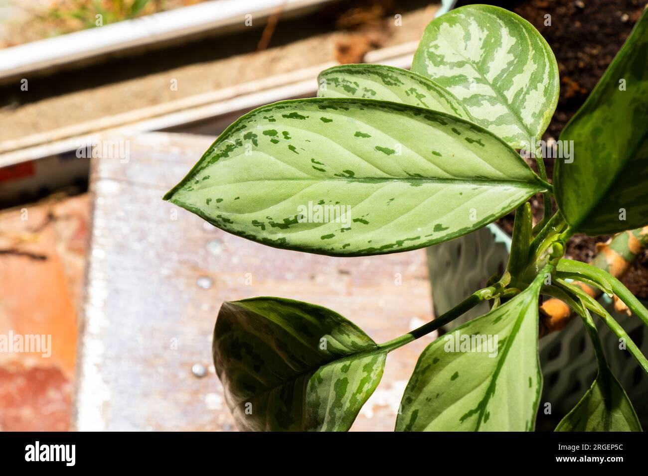 Aglaonema Maria Christina houseplant leaves Stock Photo - Alamy