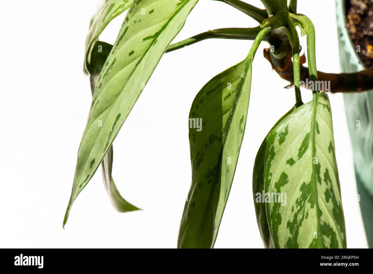 Aglaonema christina hi-res stock photography and images - Alamy