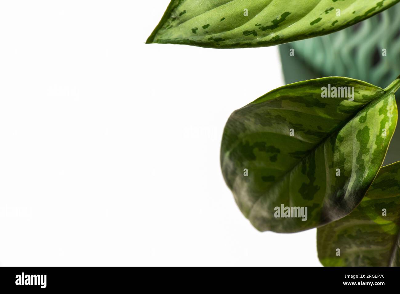 Aglaonema Maria Christina houseplant leaves Stock Photo - Alamy
