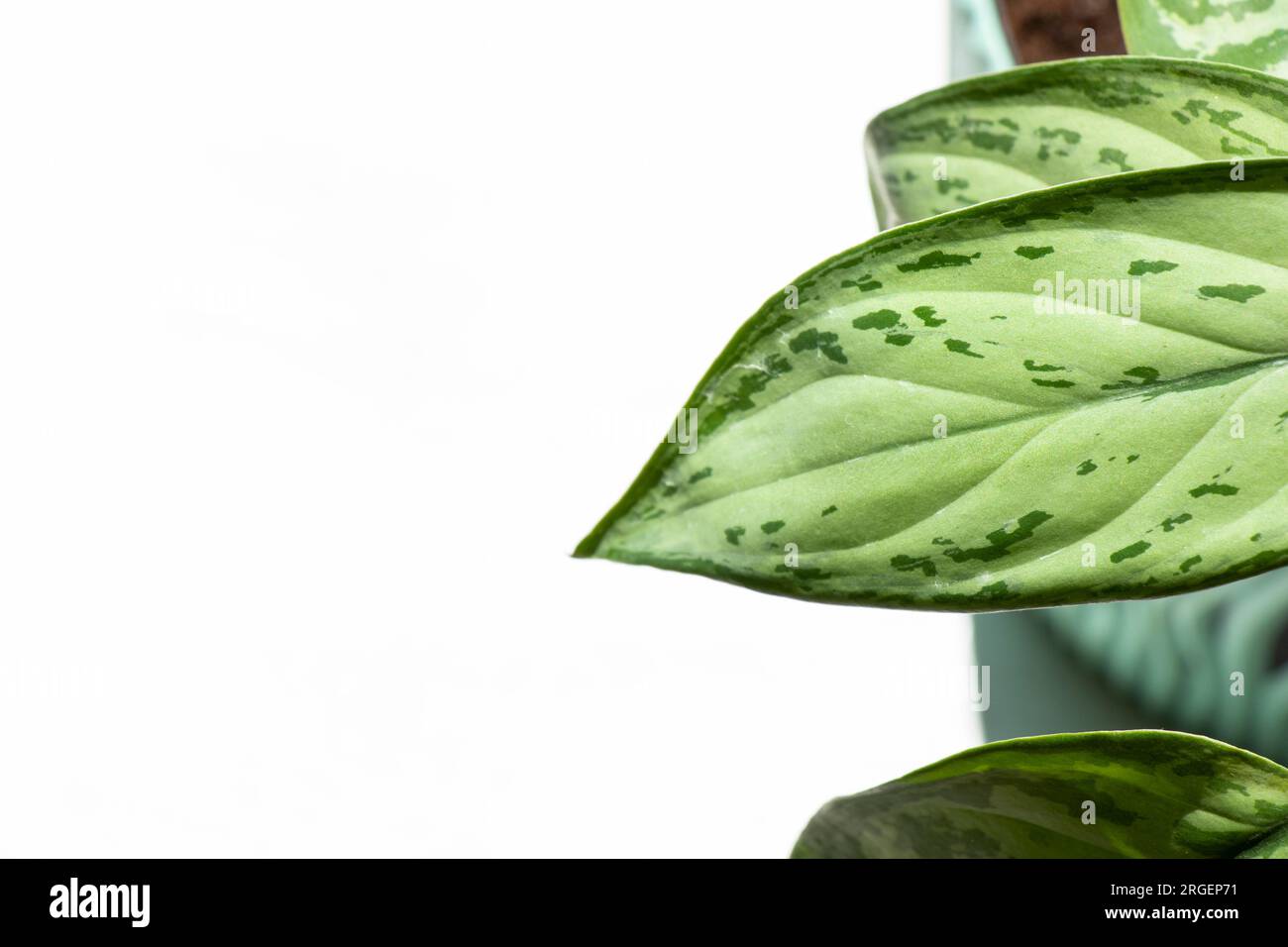 Aglaonema Maria Christina houseplant leaves Stock Photo - Alamy