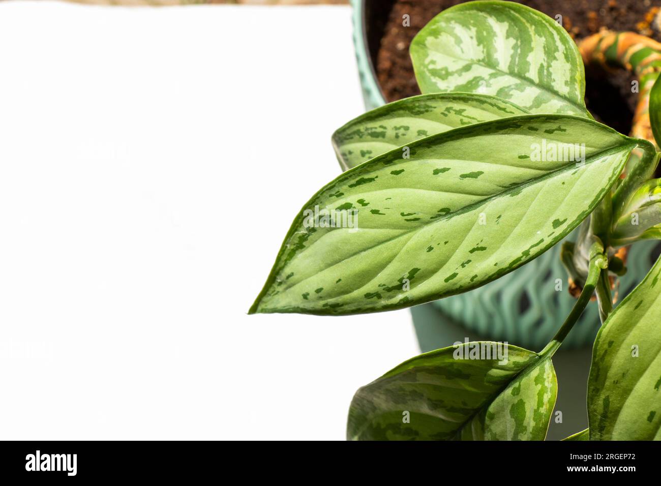 Aglaonema Maria Christina houseplant leaves Stock Photo - Alamy