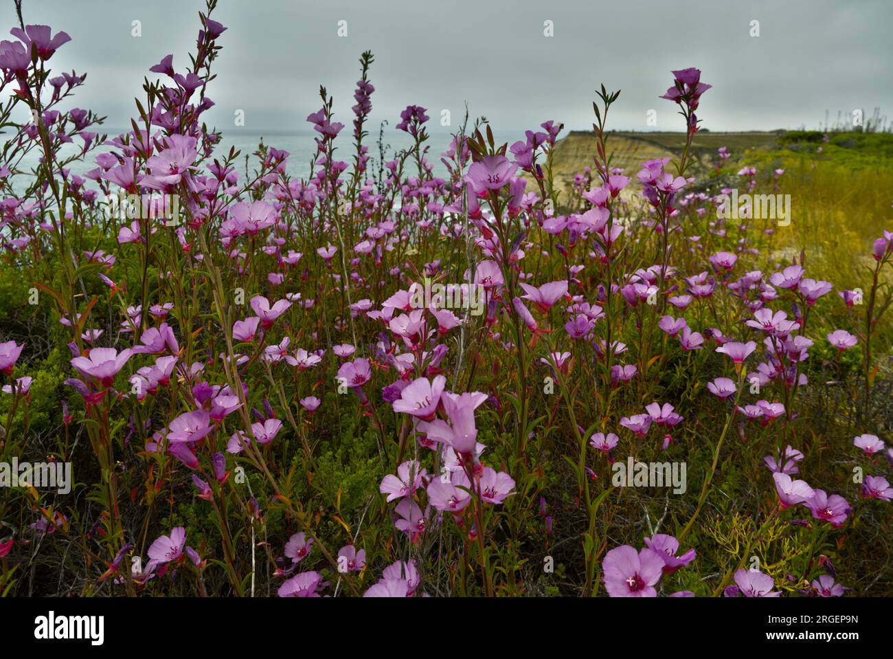 Blooming pink clarkia flowers at the Half Moon Bay coast Stock Photo ...