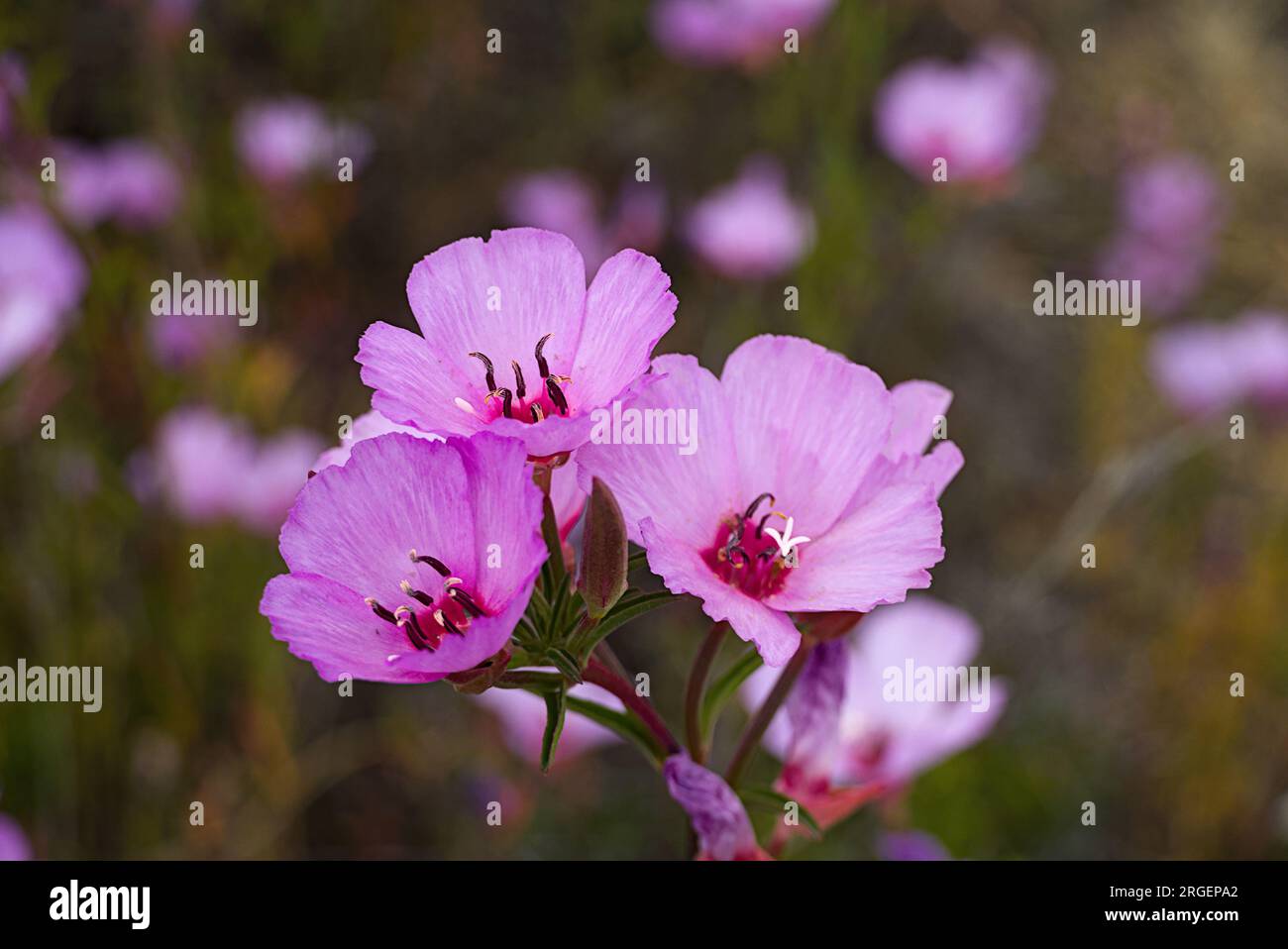 Elegant pink wildflowers hi-res stock photography and images - Alamy