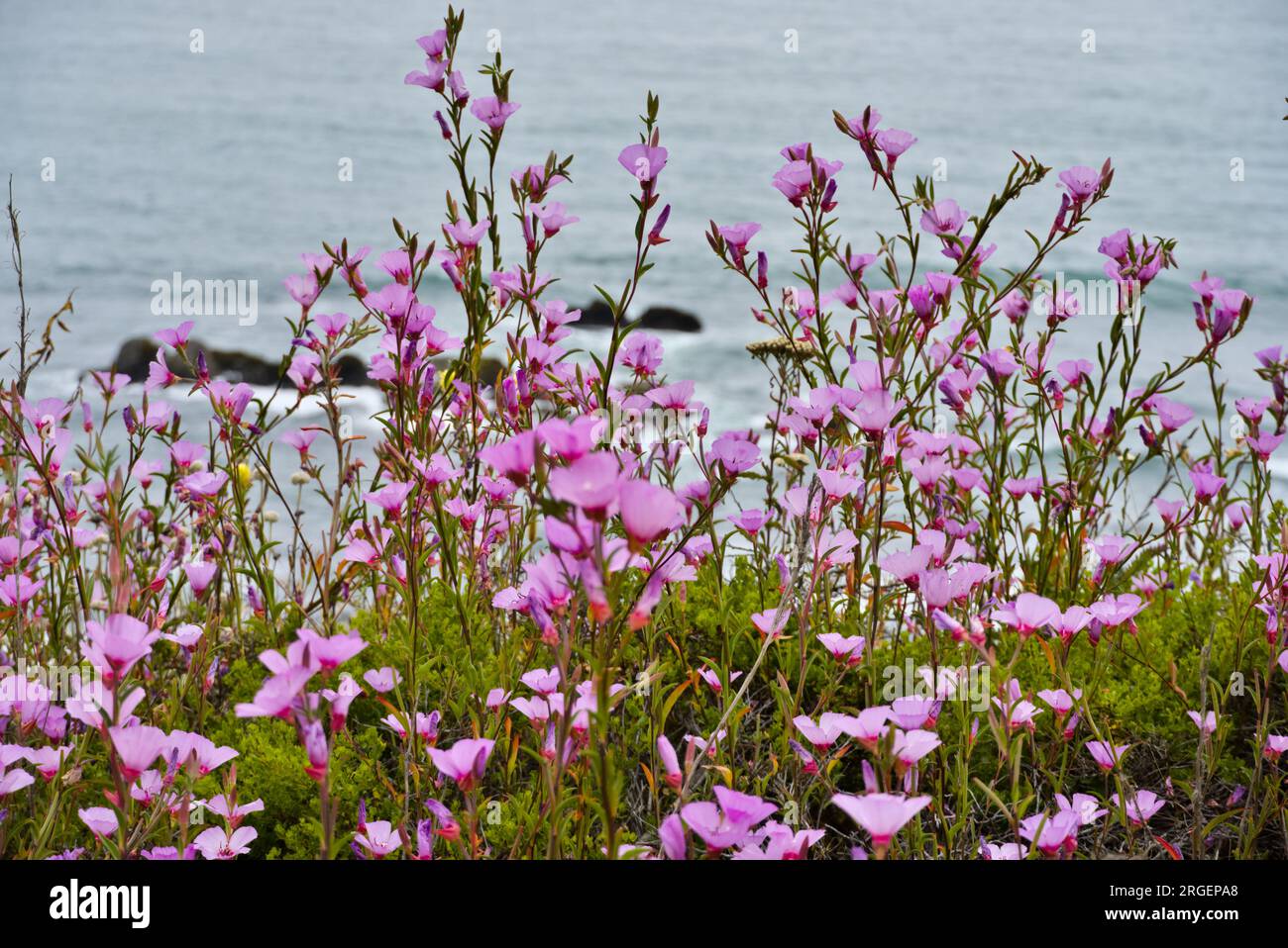 Blooming pink clarkia flowers at the Half Moon Bay coast Stock Photo ...