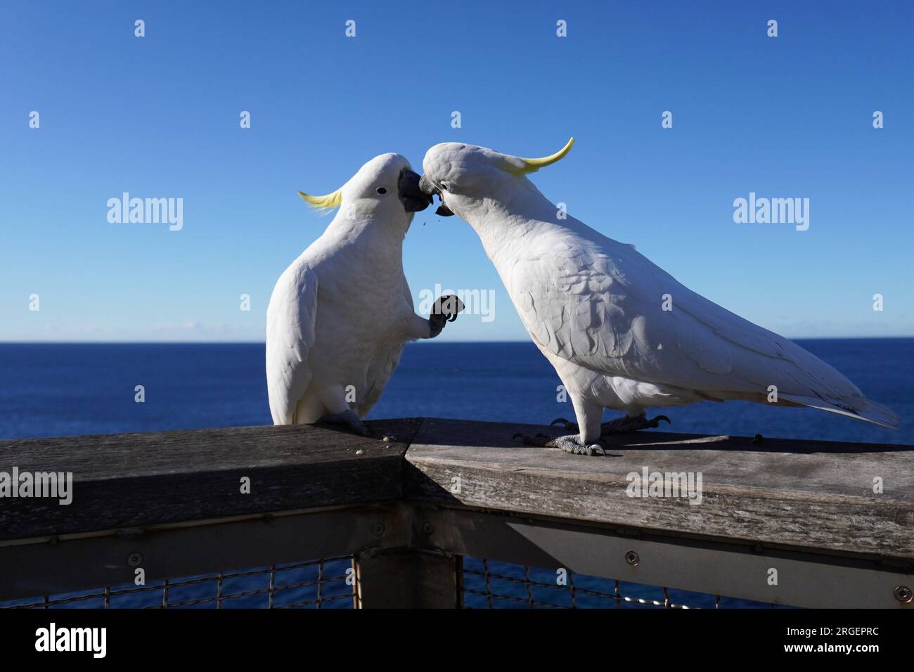 Cheeky cockatoo hi-res stock photography and images - Alamy