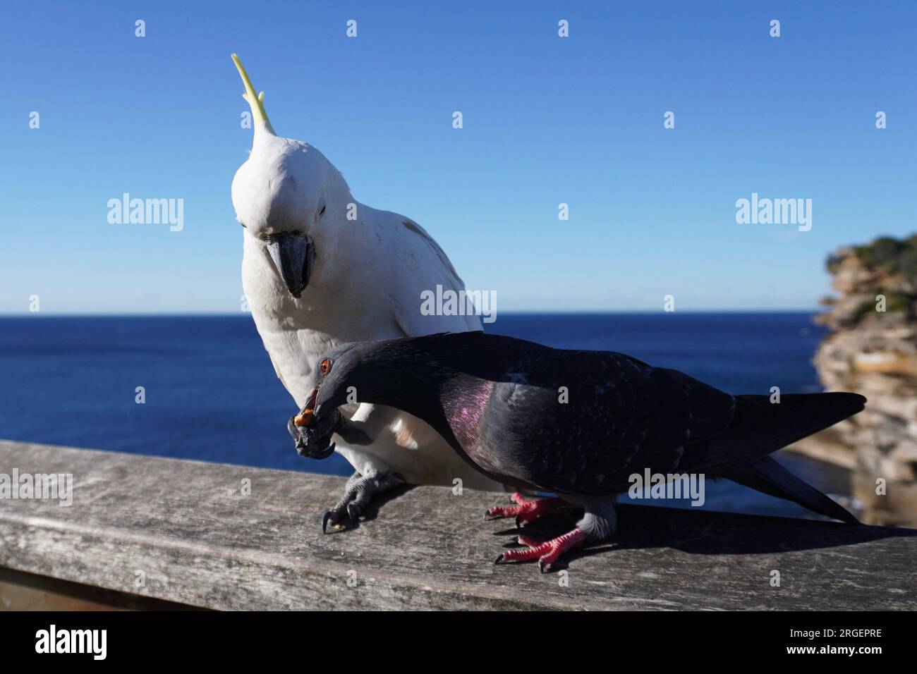 Close Up of a Pigeon snatching a Nut out of a Cockatoo’s Claw Stock ...