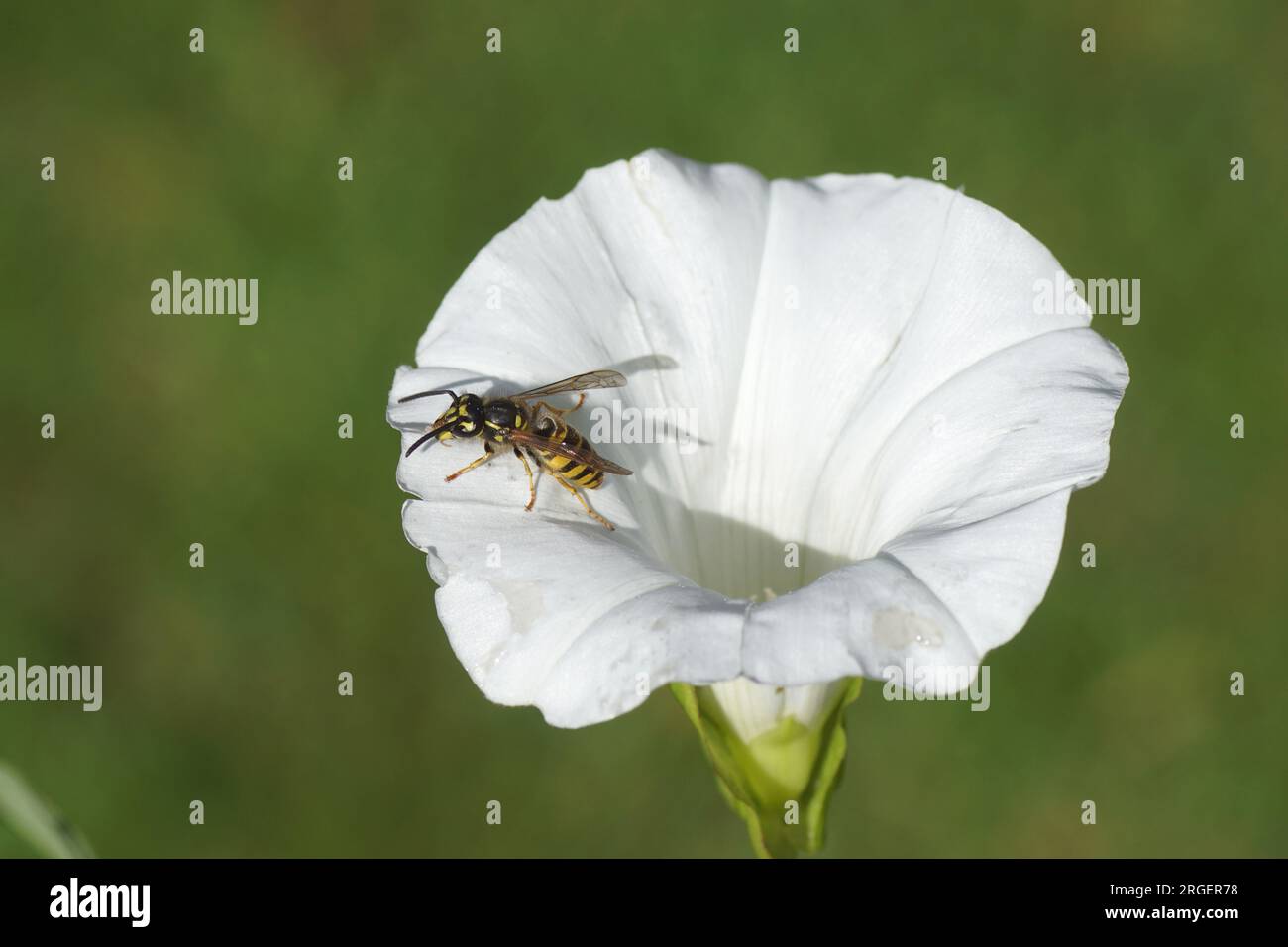 Closeup Common wasp (Vespula vulgaris), family Vespidae. On white ...