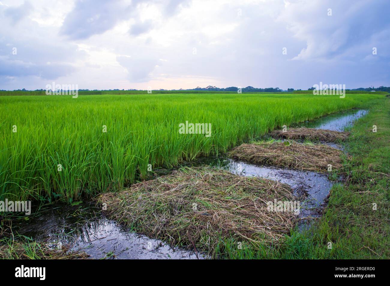 Green rice agriculture field Landscape view with blue sky in the ...