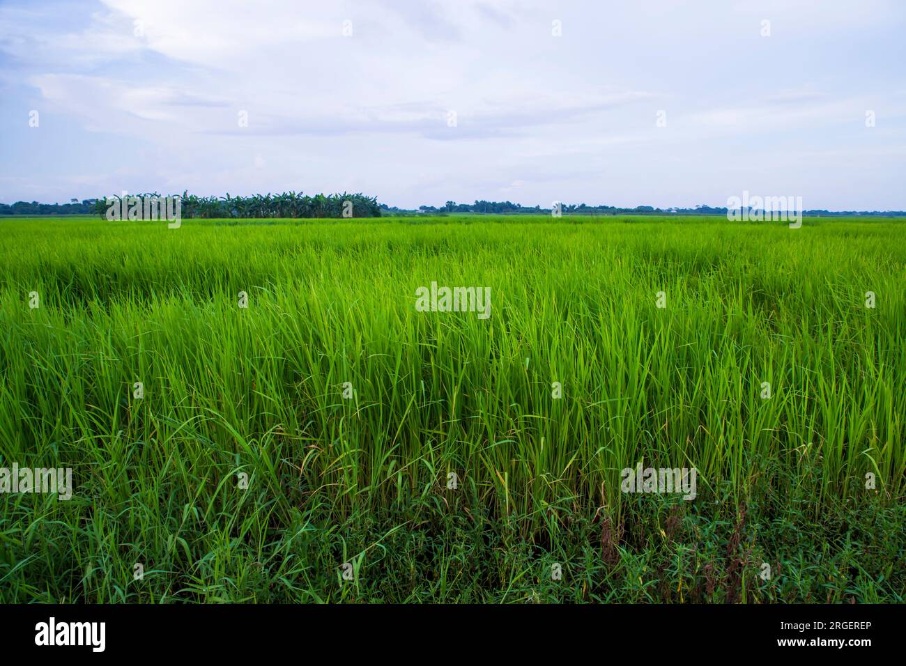 Green rice agriculture field Landscape view with blue sky in the ...