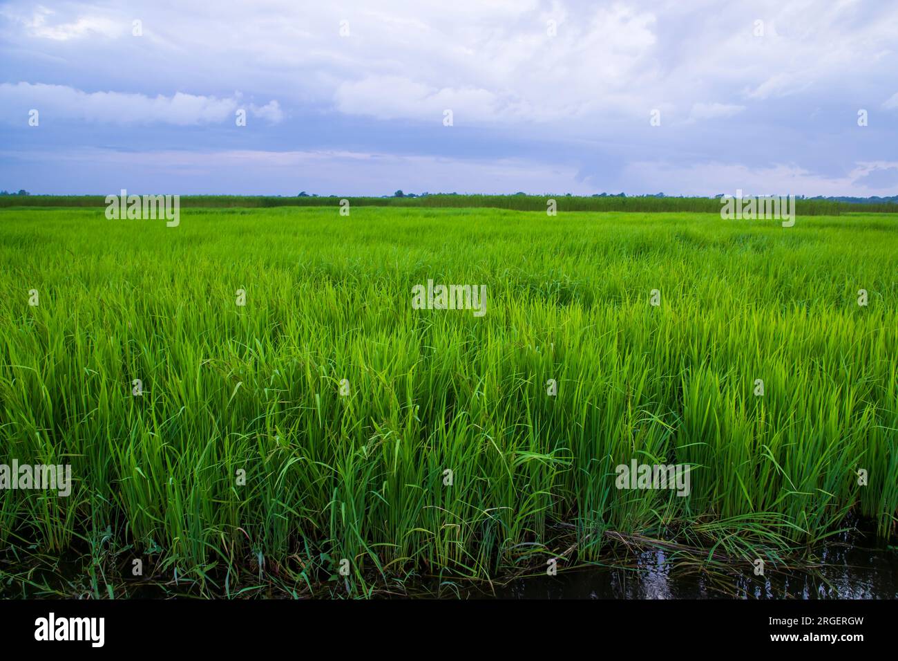 Green rice agriculture field Landscape view with blue sky in the ...