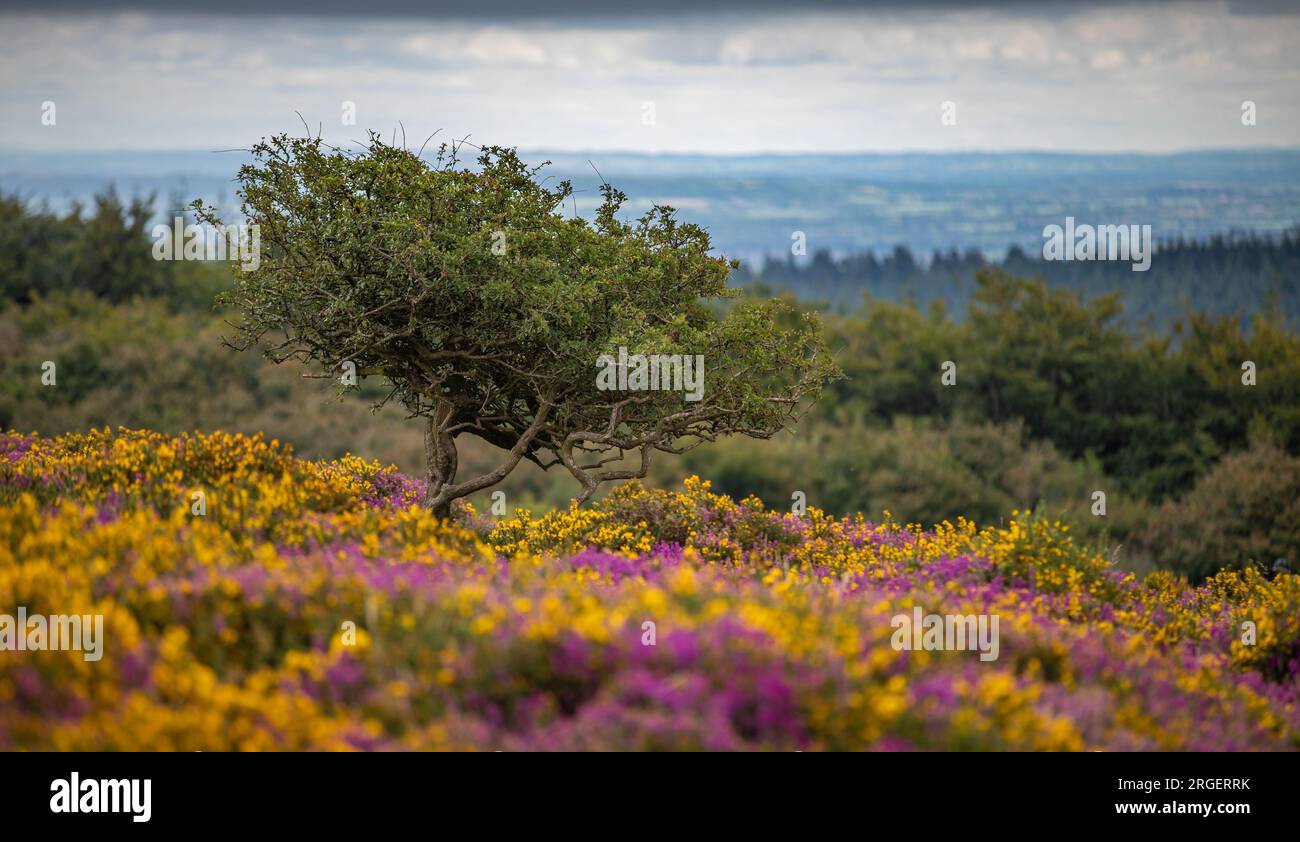 Heather coloured hi-res stock photography and images - Alamy