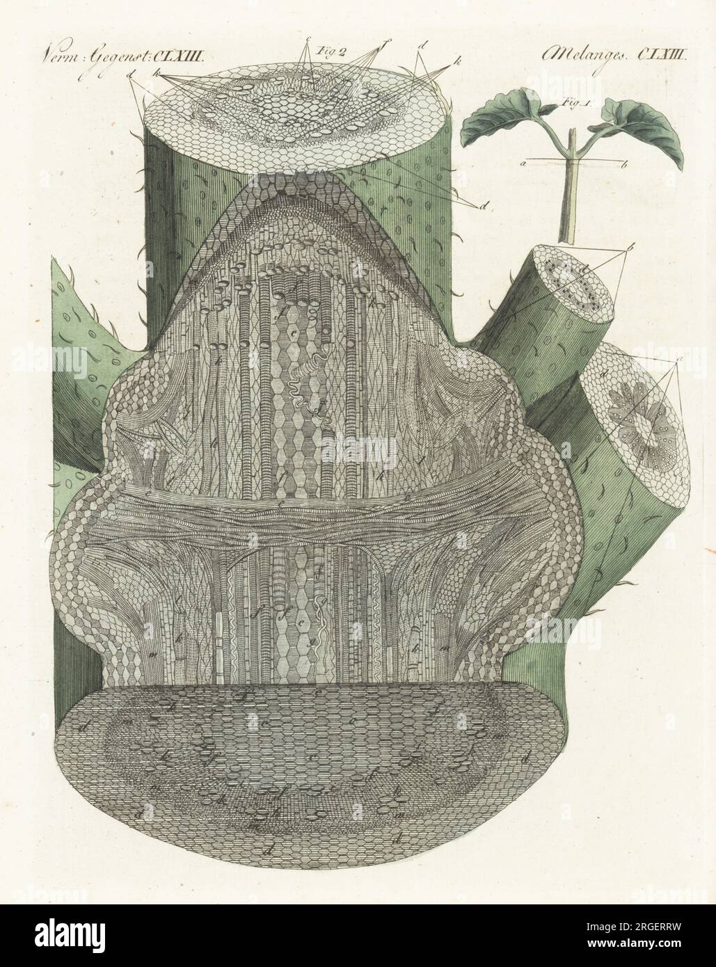Interior structure of the broad bean, Vicia faba. Section through the ...