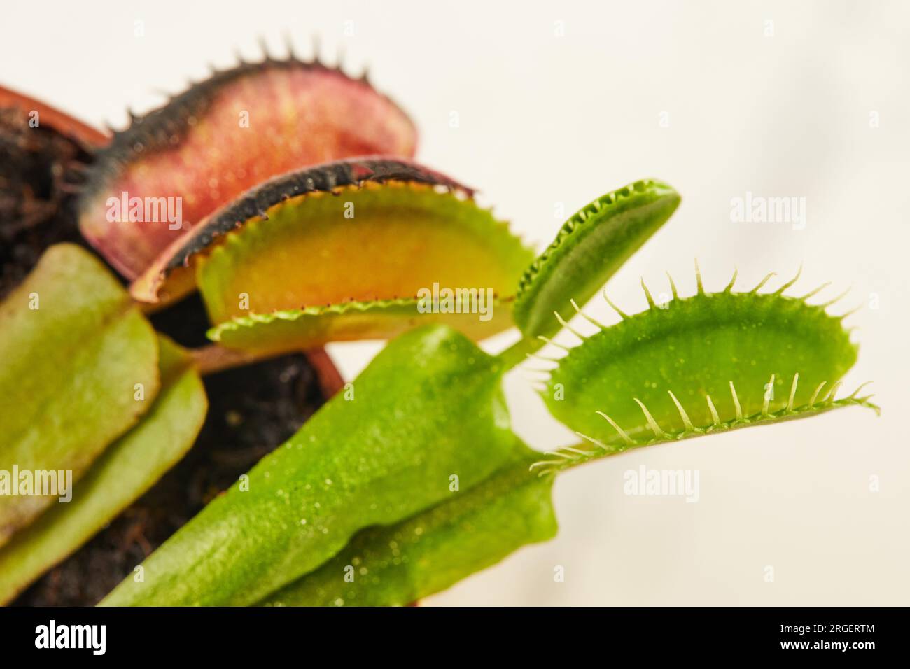 Dionaea Muscipula Venus Flytrap is carnivorous plant, carnivorous plant ...