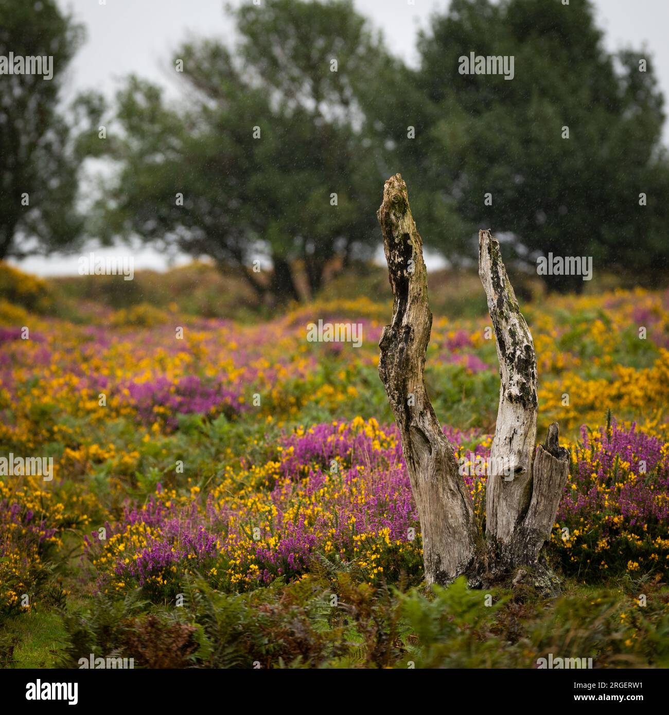 dead tree stump and brightly coloured heather , Quantock hills ...
