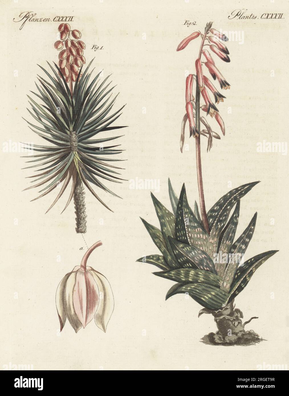 Yucca aloefolia hi-res stock photography and images - Alamy