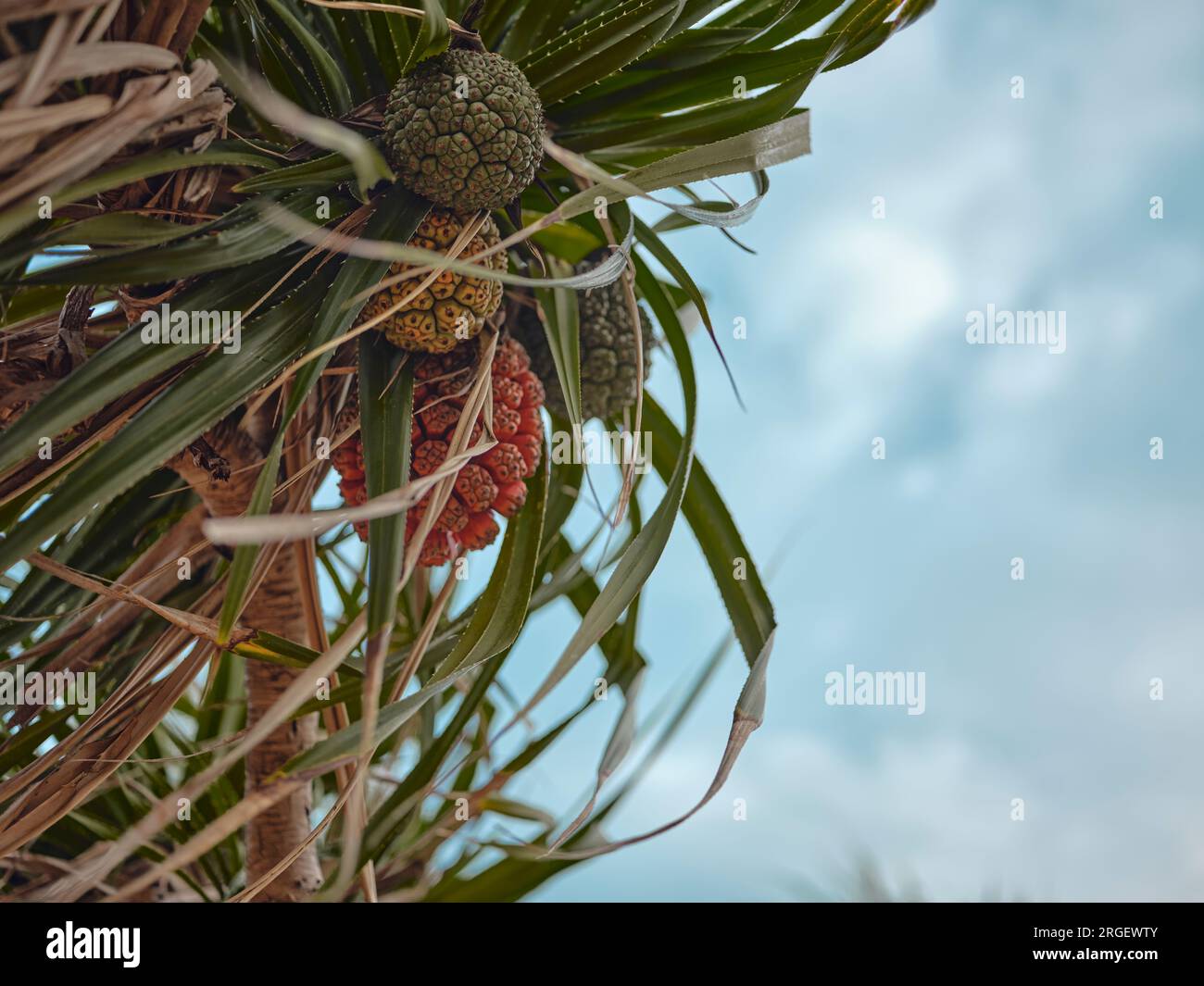 Raw fruit have green hanging on tree of Seashore screwpine planted on ...