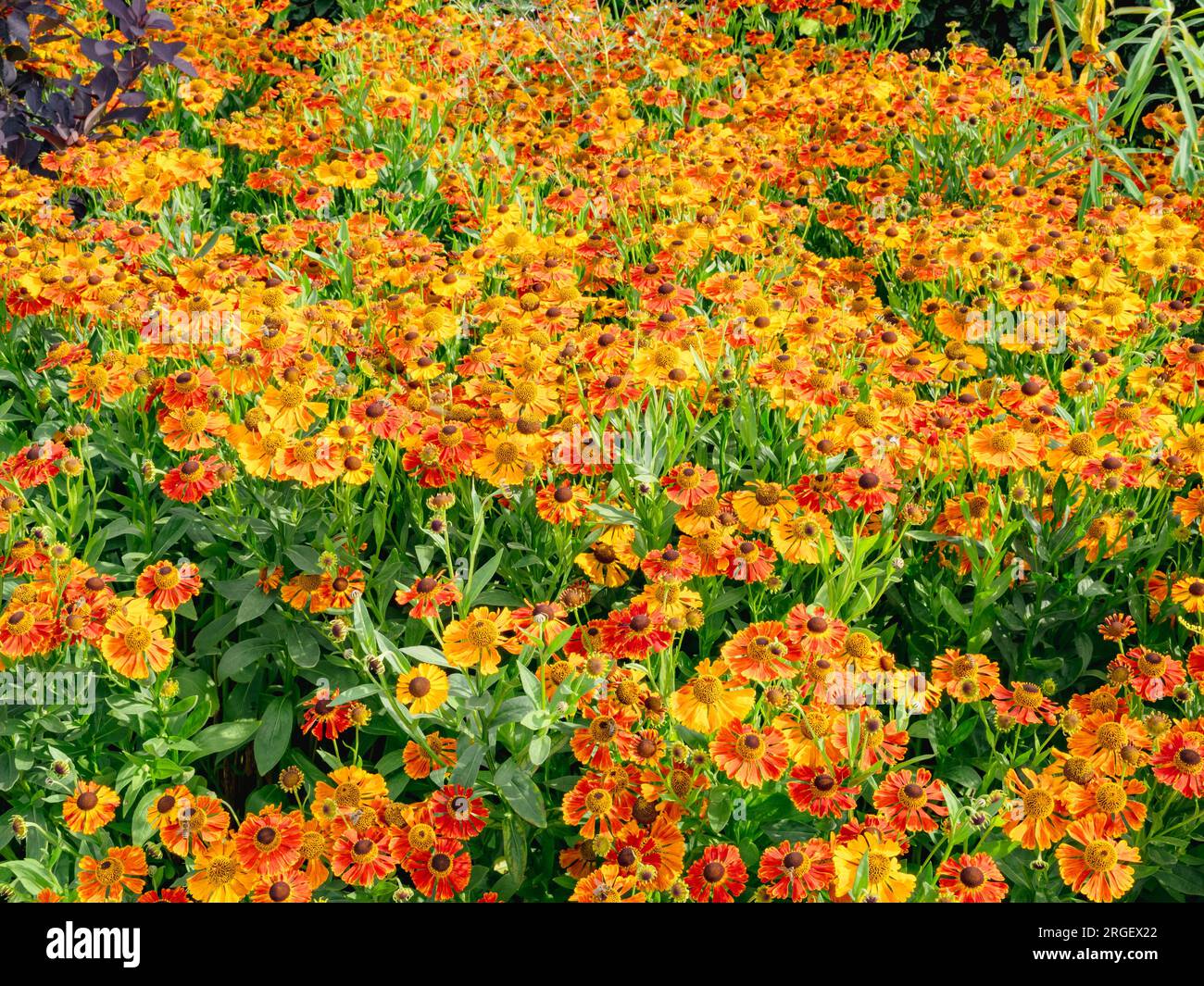 Orange helenium hi-res stock photography and images - Alamy