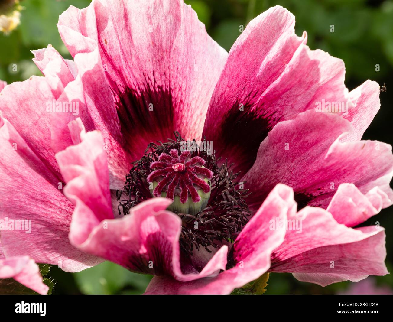 Poppy patty's plum hi-res stock photography and images - Alamy