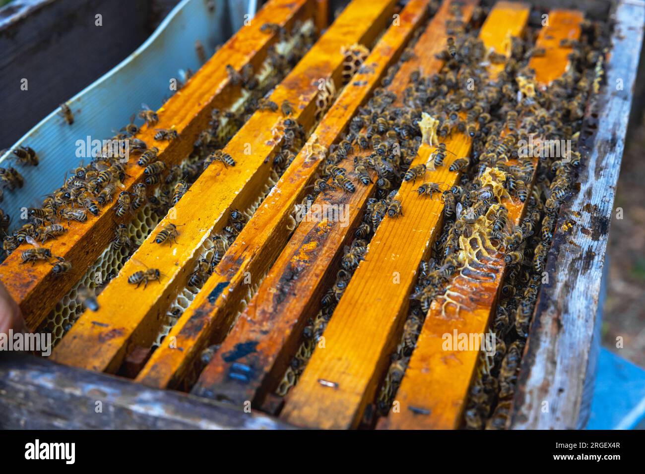 Beehive view. Bees on the honeycomb frames in focus. Apiculture ...