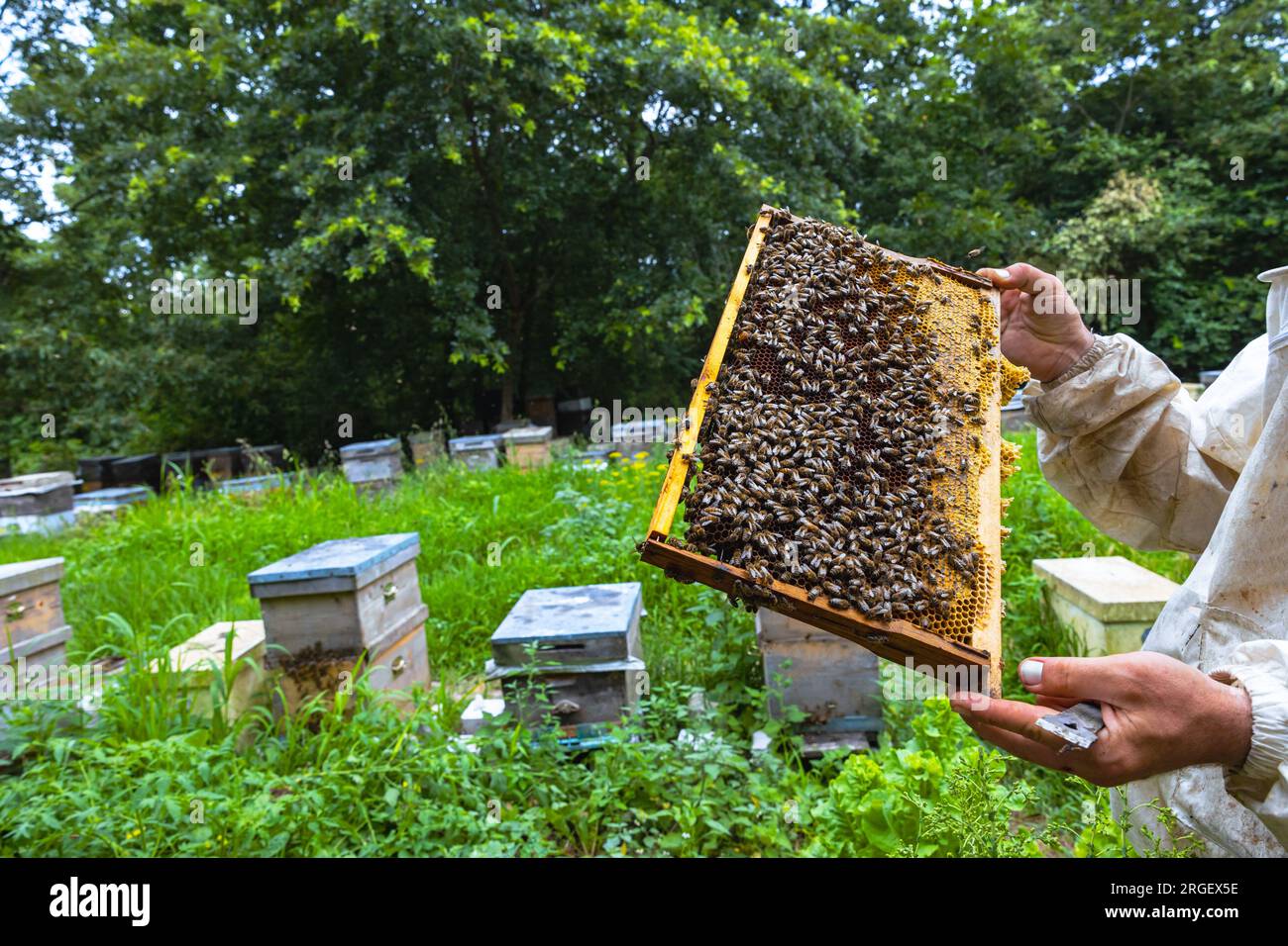 Male beekeeper holding hive hi-res stock photography and images - Alamy