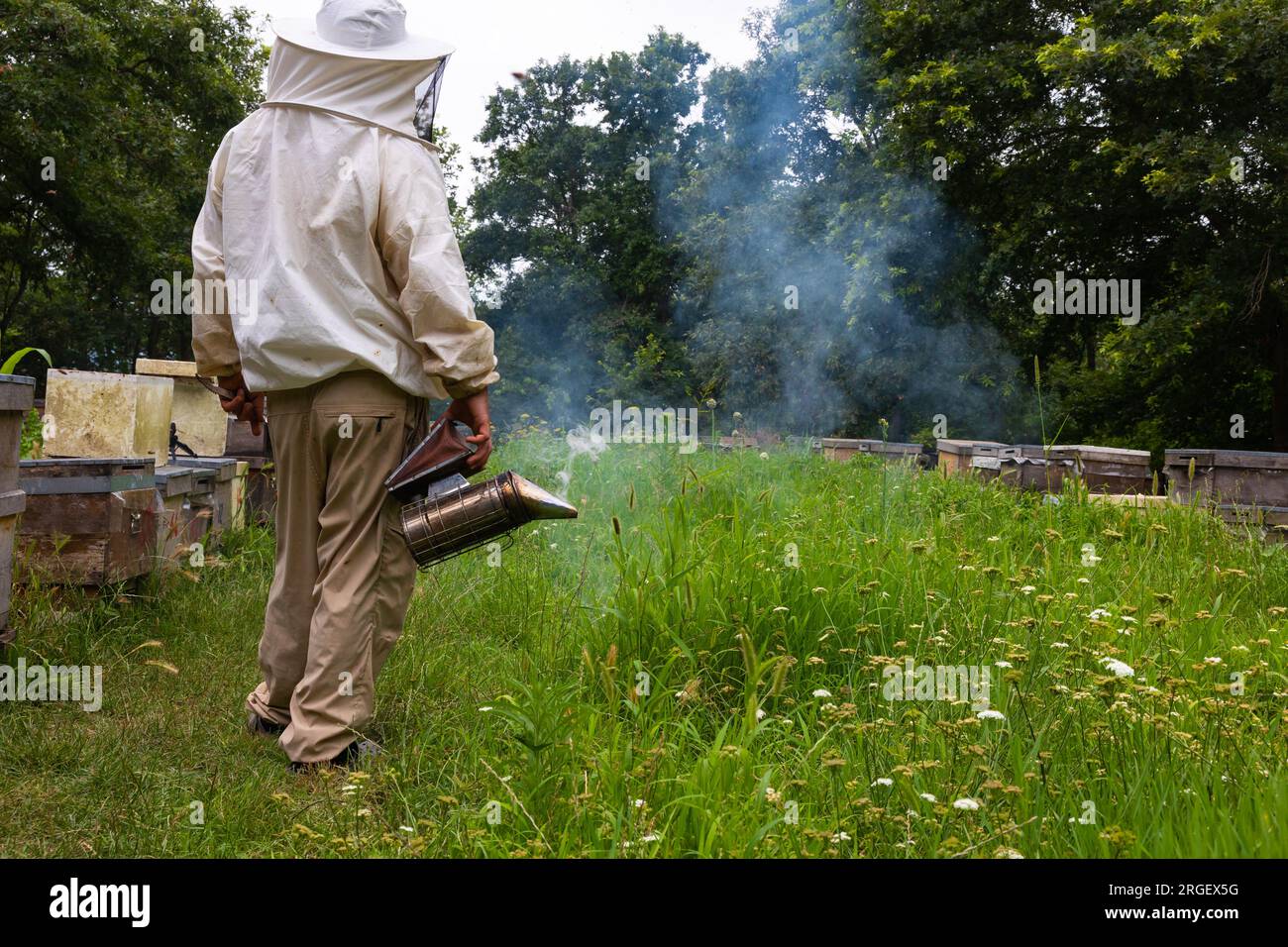 Beekeeper in the apiary in a forest with bee smoker on the hand ...