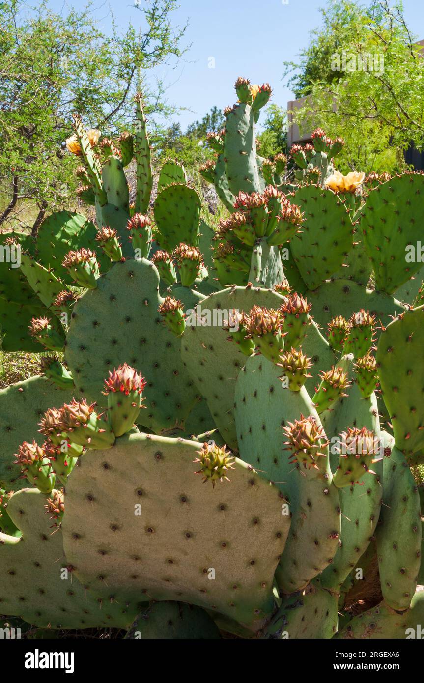 Living Desert Zoo Gardens State Park in New Mexico Stock Photo - Alamy
