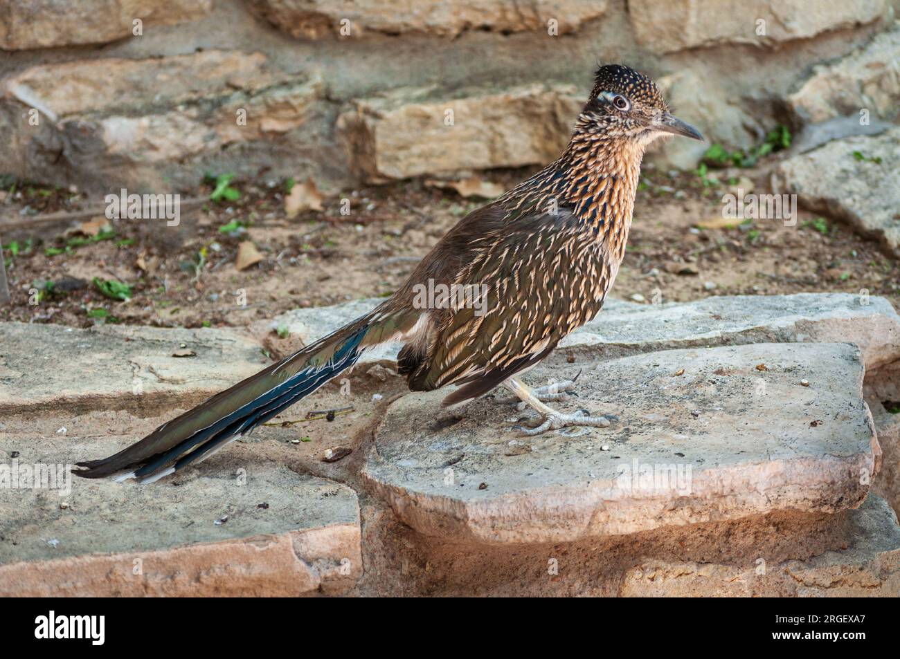 Living Desert Zoo Gardens State Park in New Mexico Stock Photo - Alamy