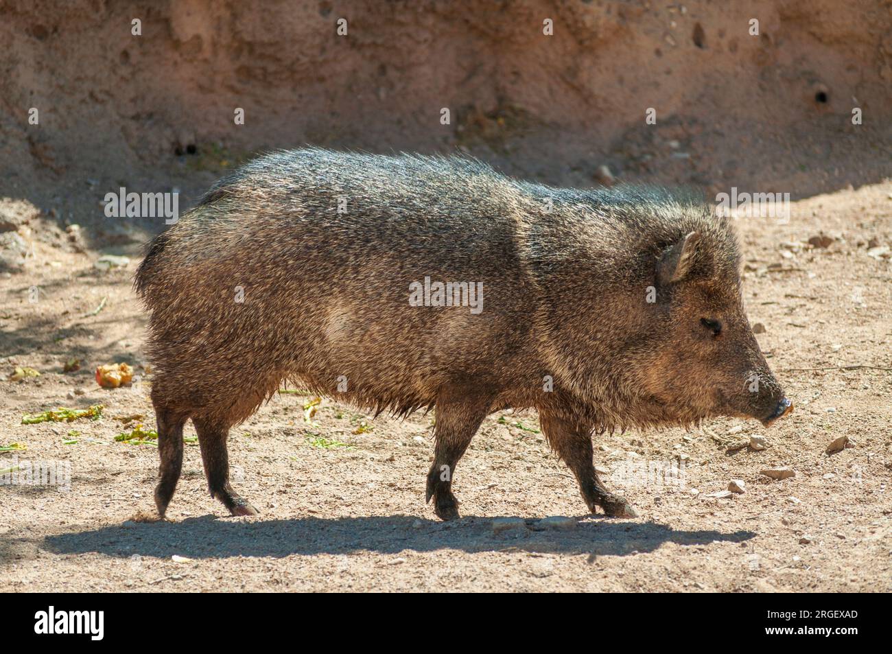 Living Desert Zoo Gardens State Park in New Mexico Stock Photo - Alamy