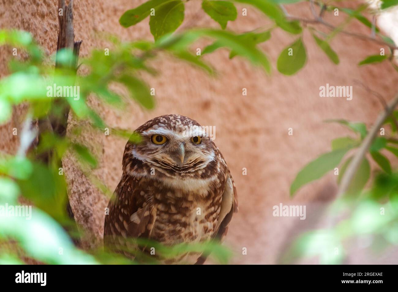 Living Desert Zoo Gardens State Park in New Mexico Stock Photo - Alamy