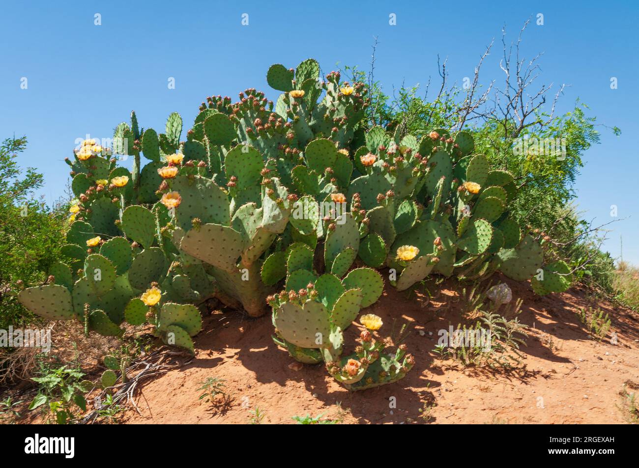 Living Desert Zoo Gardens State Park in New Mexico Stock Photo - Alamy