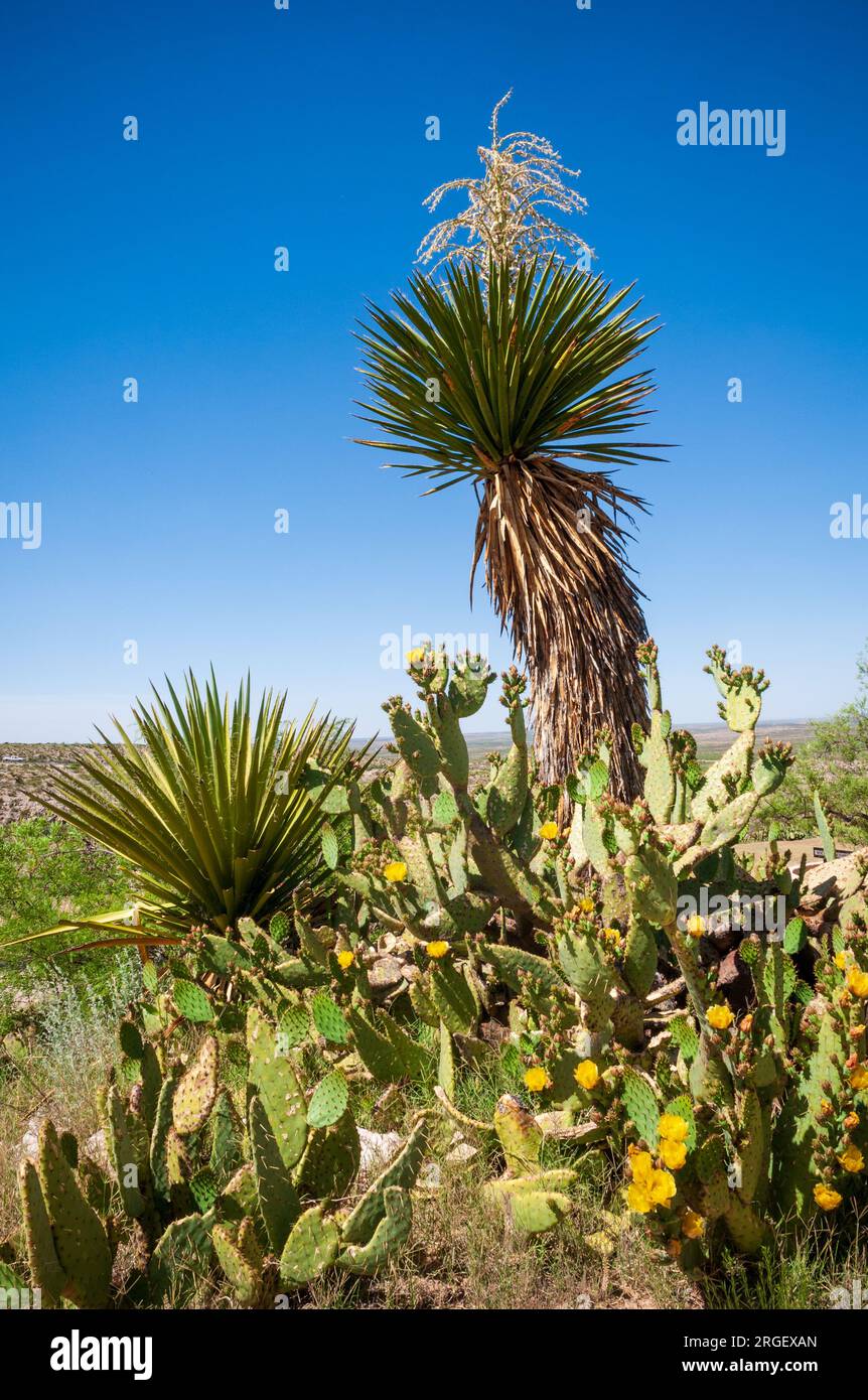 Living Desert Zoo Gardens State Park in New Mexico Stock Photo - Alamy