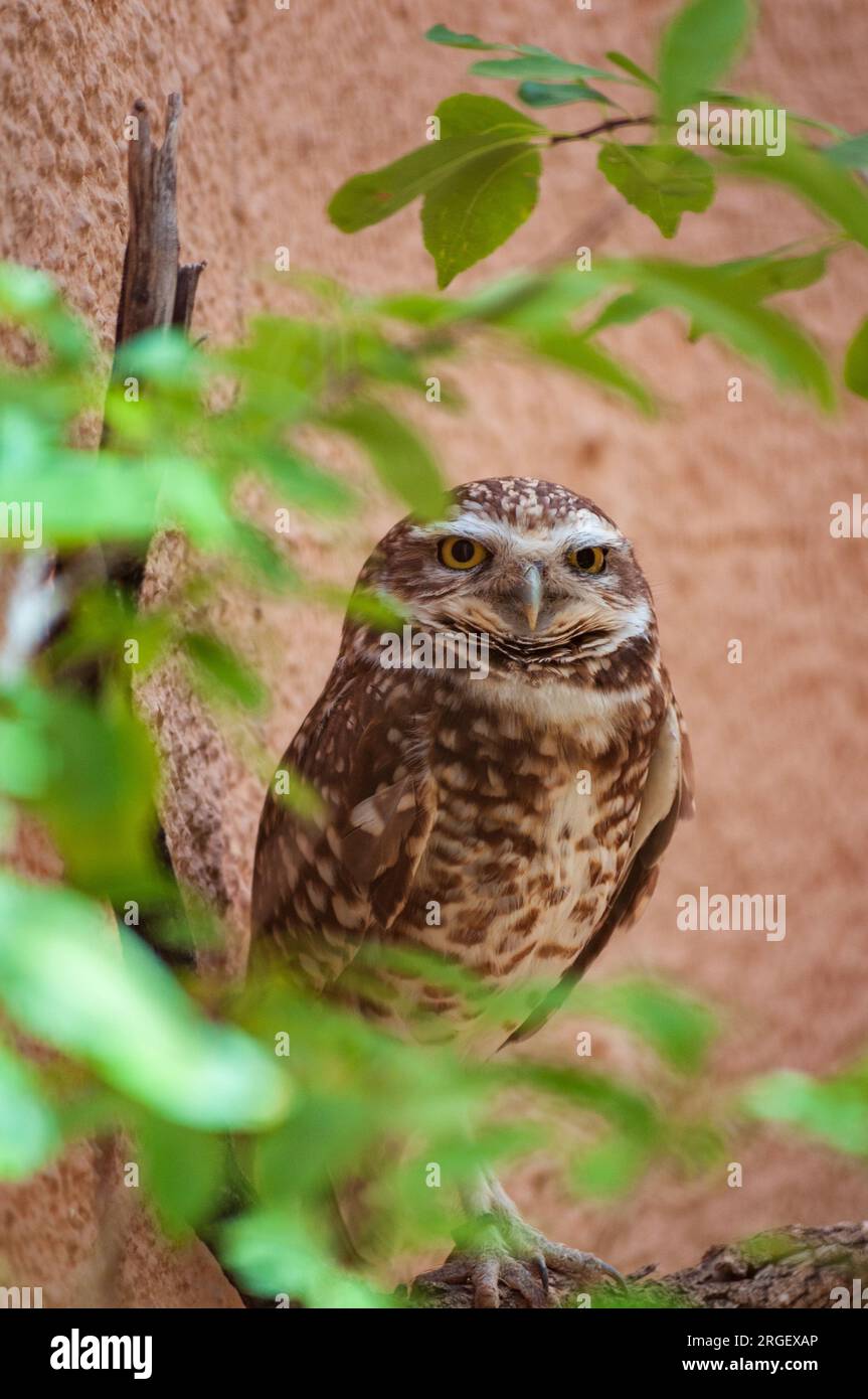 Living Desert Zoo Gardens State Park in New Mexico Stock Photo - Alamy