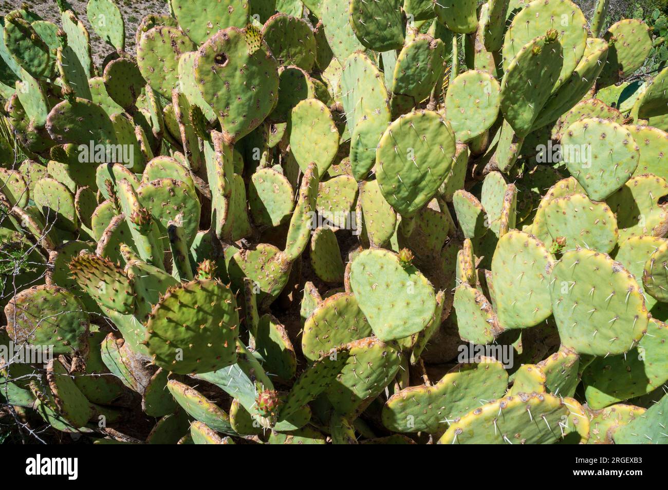 Living Desert Zoo Gardens State Park in New Mexico Stock Photo - Alamy