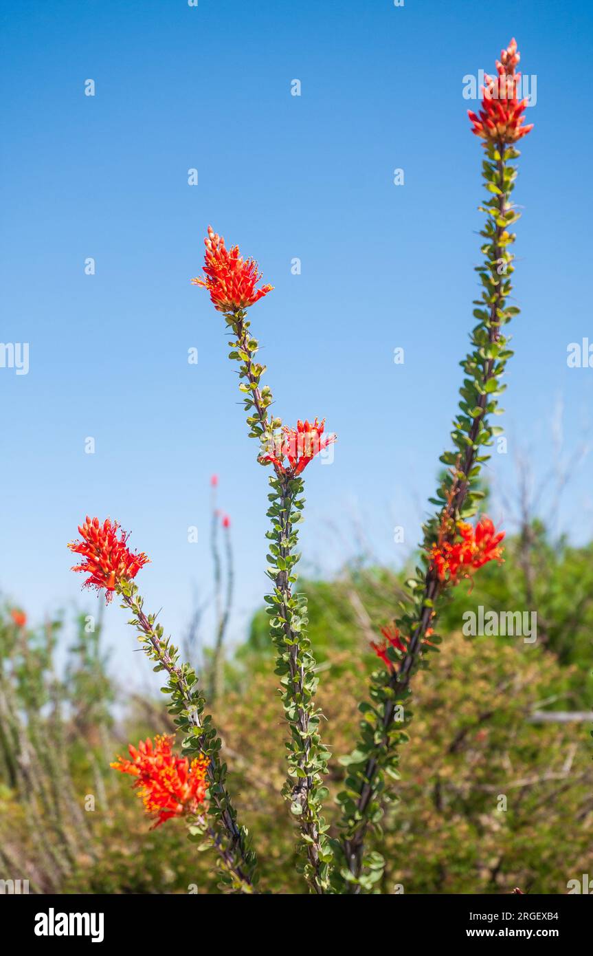 Living Desert Zoo Gardens State Park in New Mexico Stock Photo - Alamy