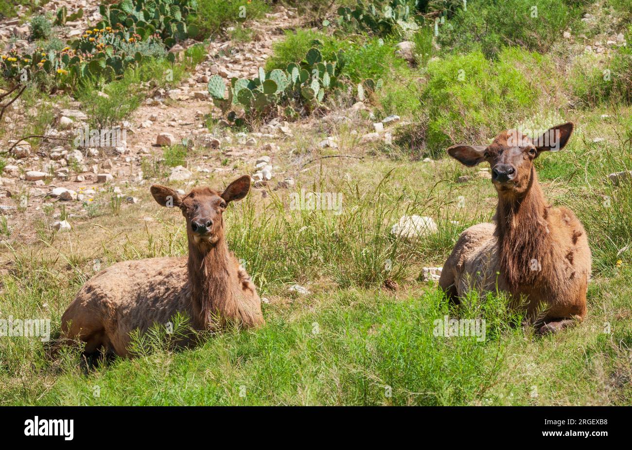 Living Desert Zoo Gardens State Park in New Mexico Stock Photo - Alamy
