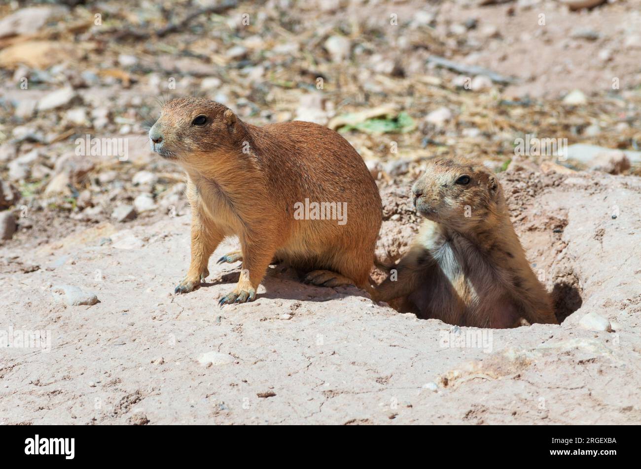 Living Desert Zoo Gardens State Park in New Mexico Stock Photo - Alamy