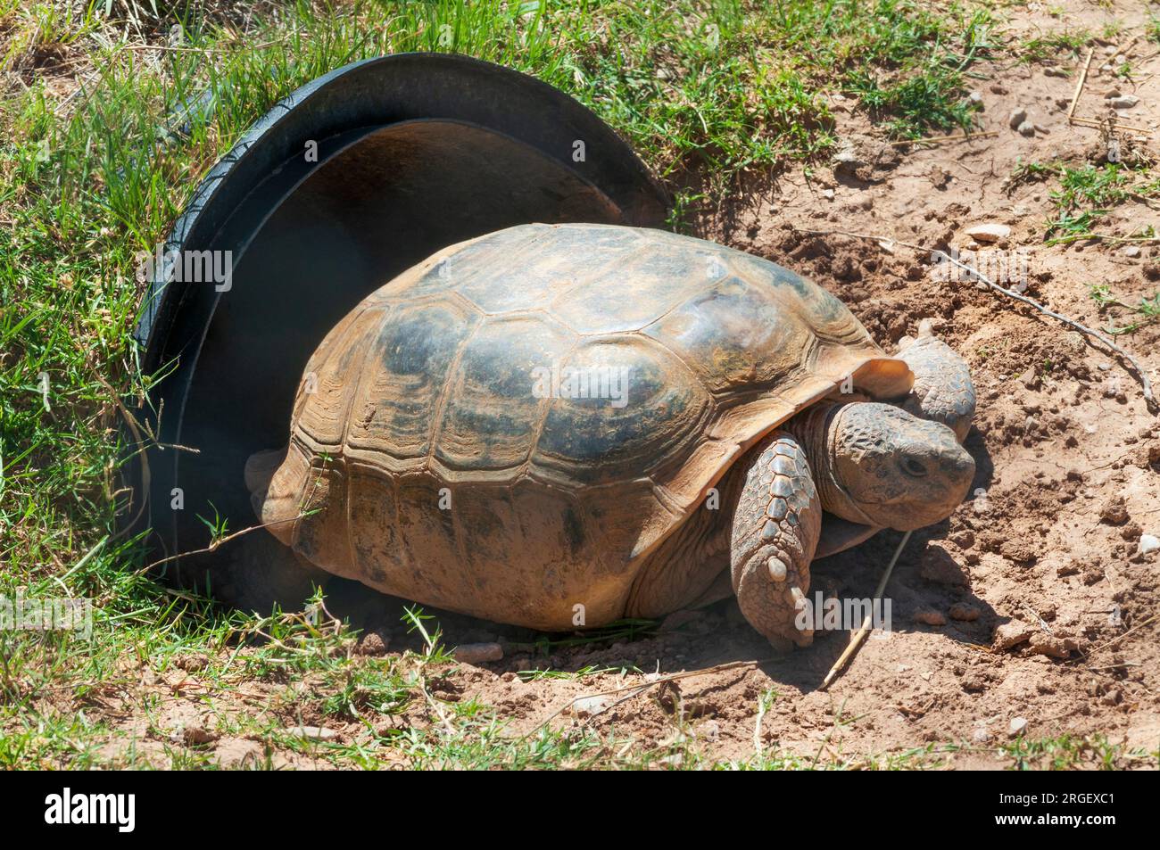Living Desert Zoo Gardens State Park in New Mexico Stock Photo - Alamy