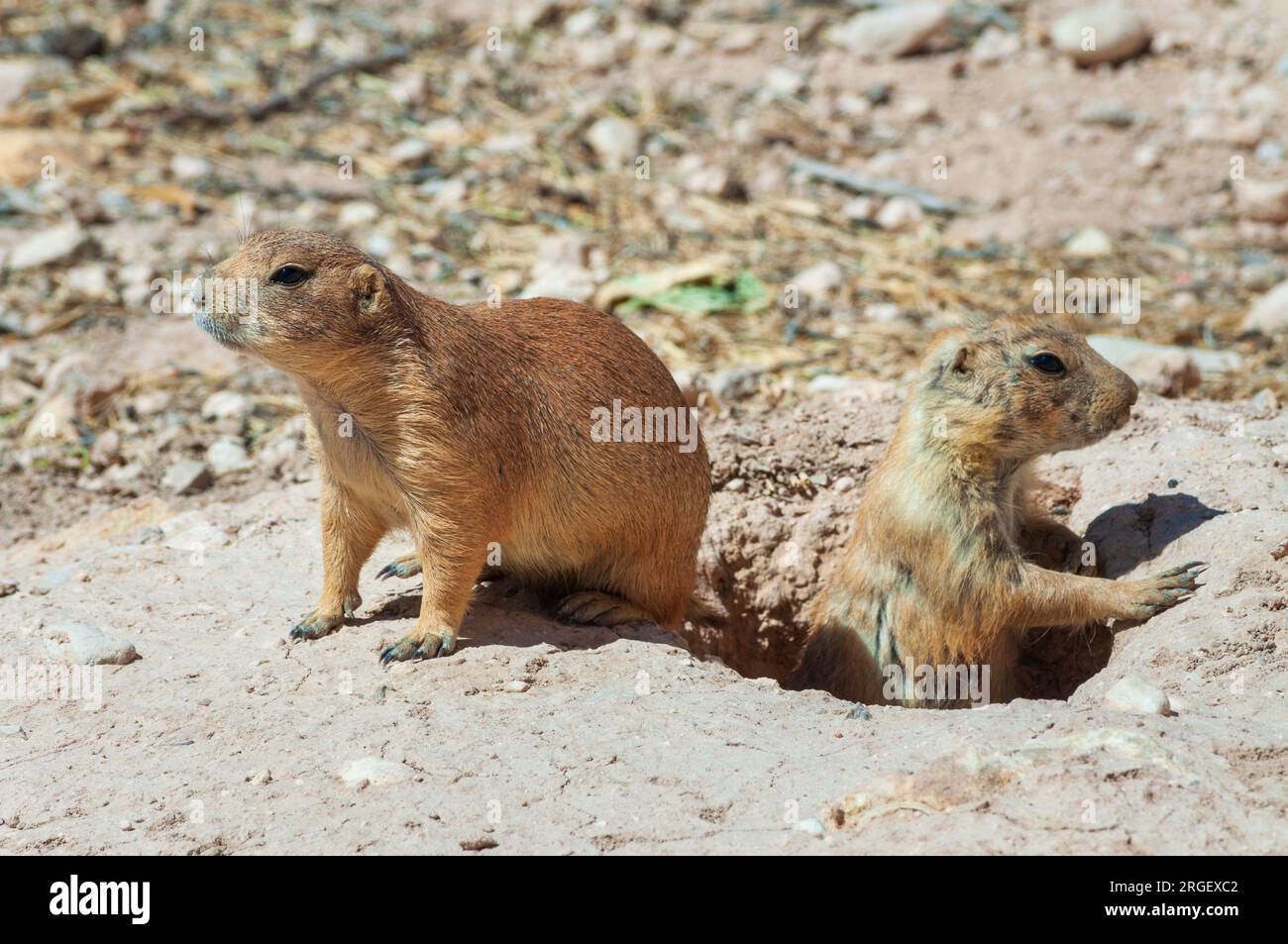Living Desert Zoo Gardens State Park in New Mexico Stock Photo - Alamy