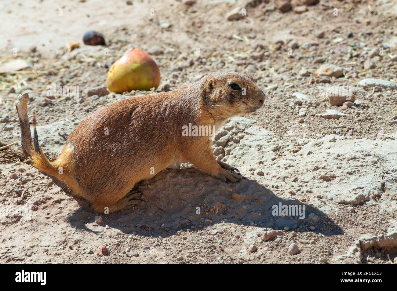 Living Desert Zoo Gardens State Park in New Mexico Stock Photo - Alamy
