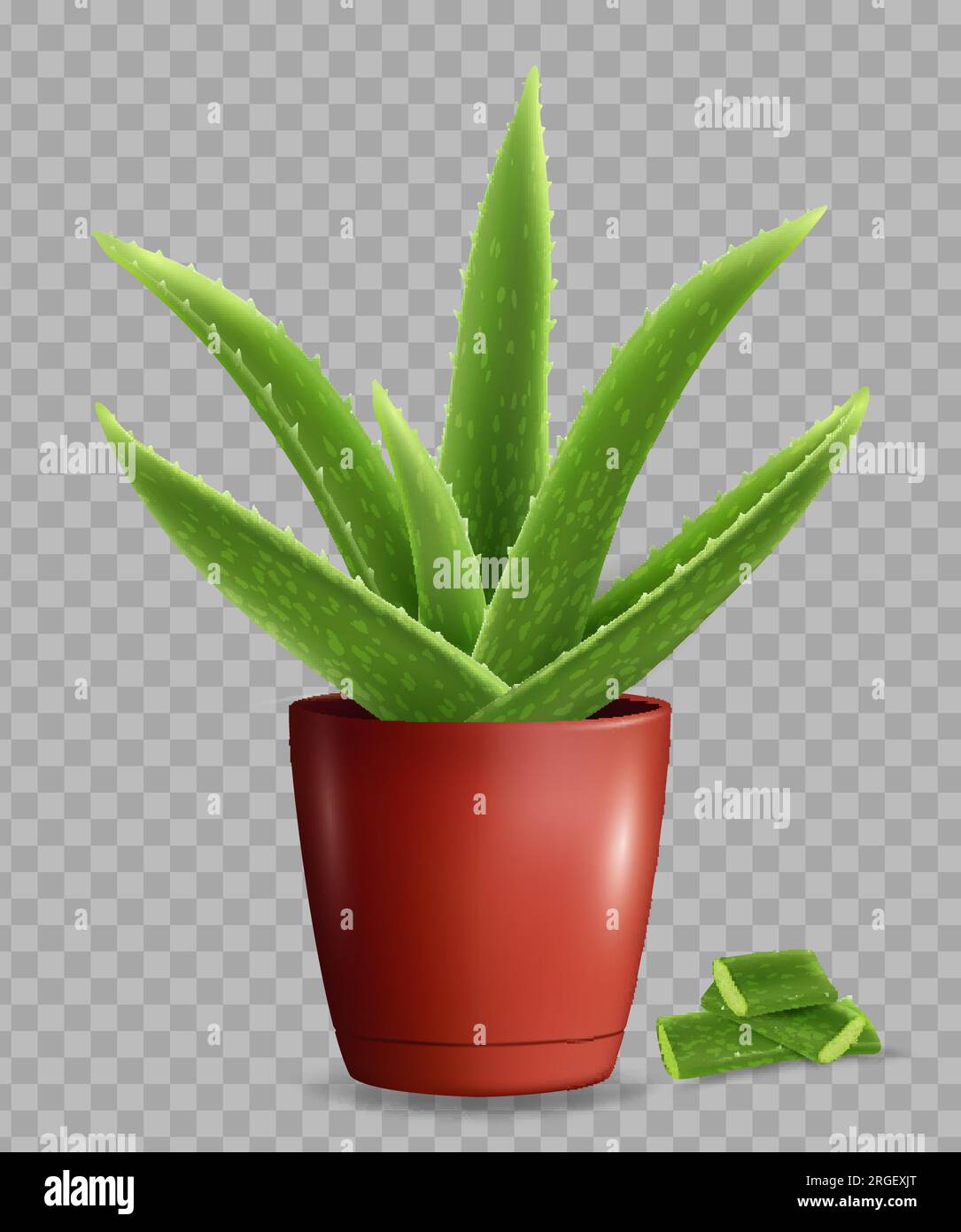 Tropical medicinal plant Stock Vector Images - Alamy