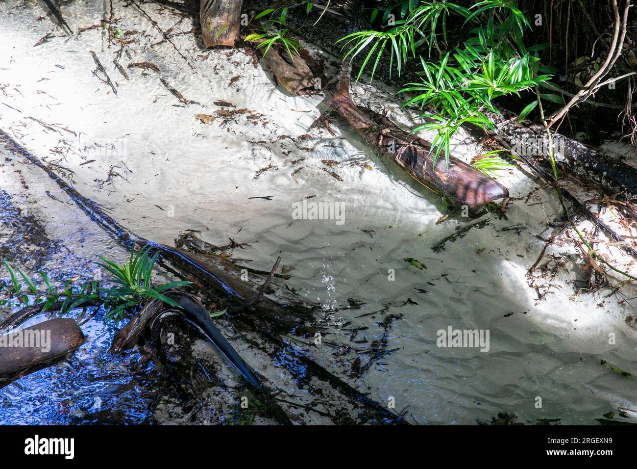 Fraser Island K'gari Wanggoolba Creek at Central station, creek running ...
