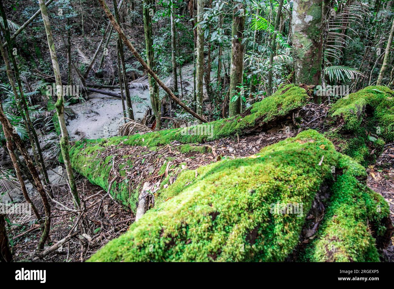 Fraser Island K'gari Wanggoolba Creek at Central station, creek running ...