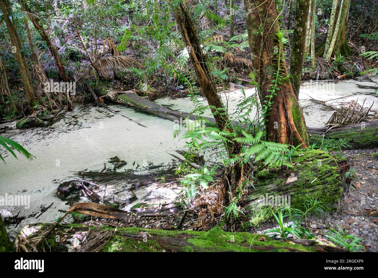 Fraser Island K'gari Wanggoolba Creek at Central station, creek running ...