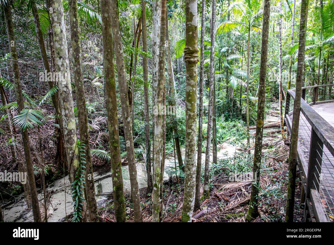 Fraser Island K'gari Wanggoolba Creek at Central station, creek running ...