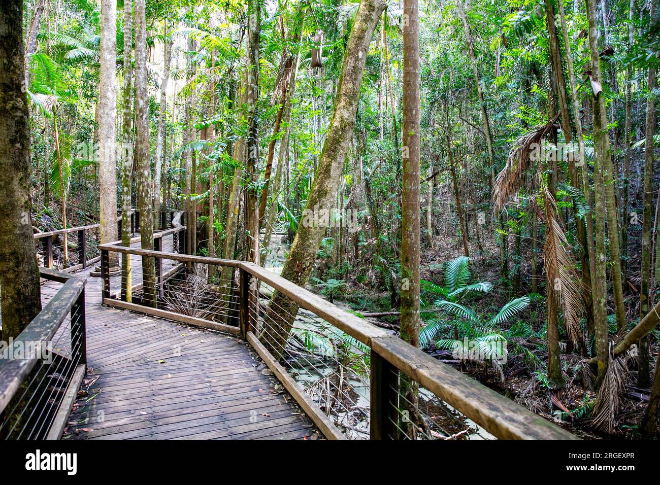 Fraser Island K'gari Wanggoolba Creek at Central station, creek running ...